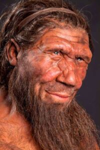Study Reveals Genetic Bottleneck in Neanderthal Evolution, Contributing ...