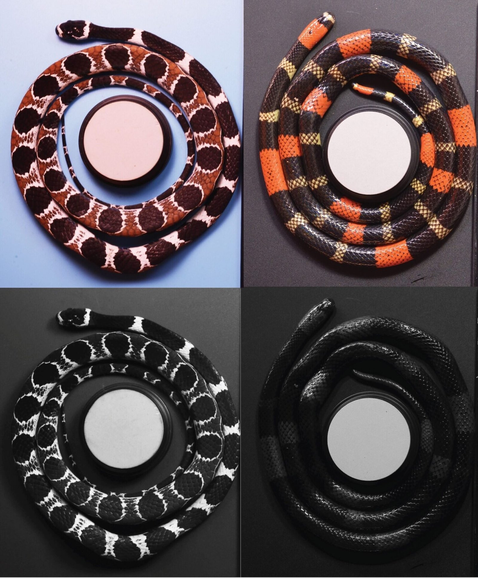 The Hidden Spectrum: How Snakes Use Ultraviolet Coloration to Survive ...