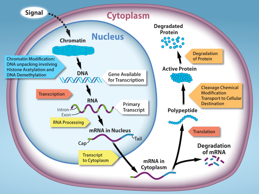 What is Gene Expression and Why It Matters for Life
