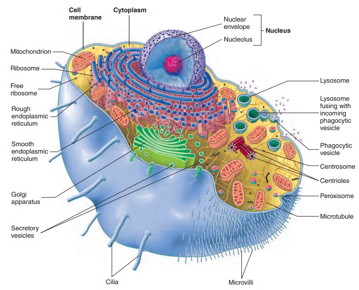 Study Reveals How Gray Seals Avoid Drowning