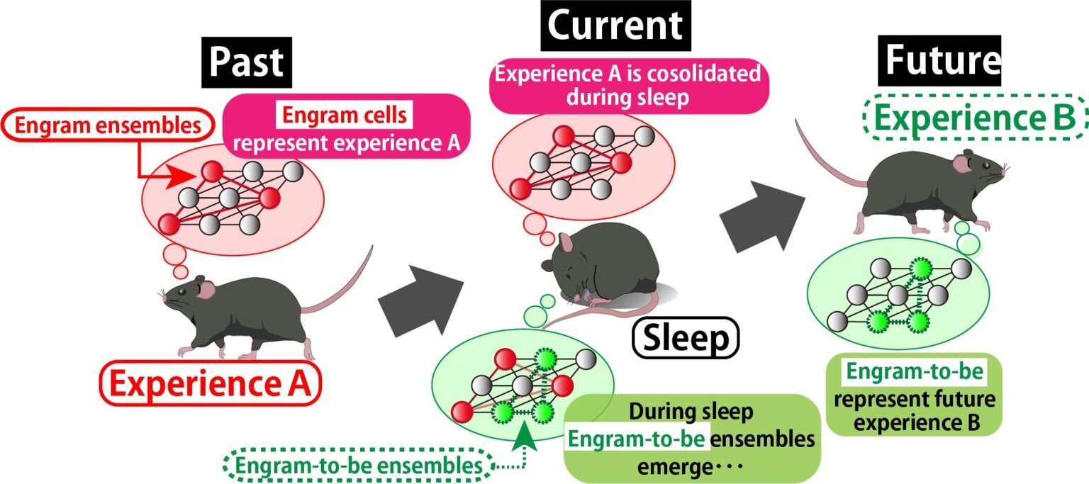 Study Reveals Sleep’s Dual Role in Memory Consolidation and Future Learning