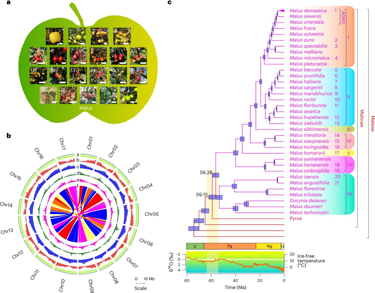 New Study Reveals the 60 Million Year Evolutionary Journey of Apples