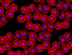 What is a Stem Cell? Everything You Need to Know About the Body’s ...