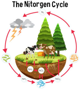 What is the Nitrogen Cycle and How Does It Sustain Life on Earth