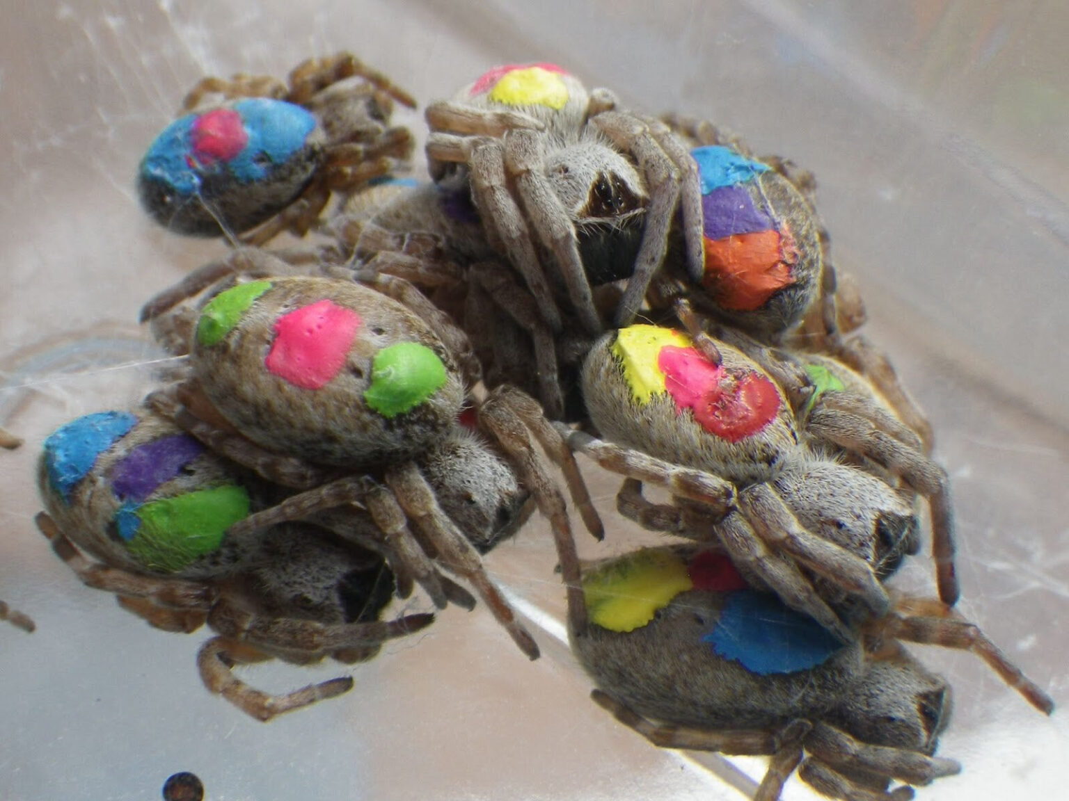 Study Finds Social Spiders Are More Flexible Than We Thought