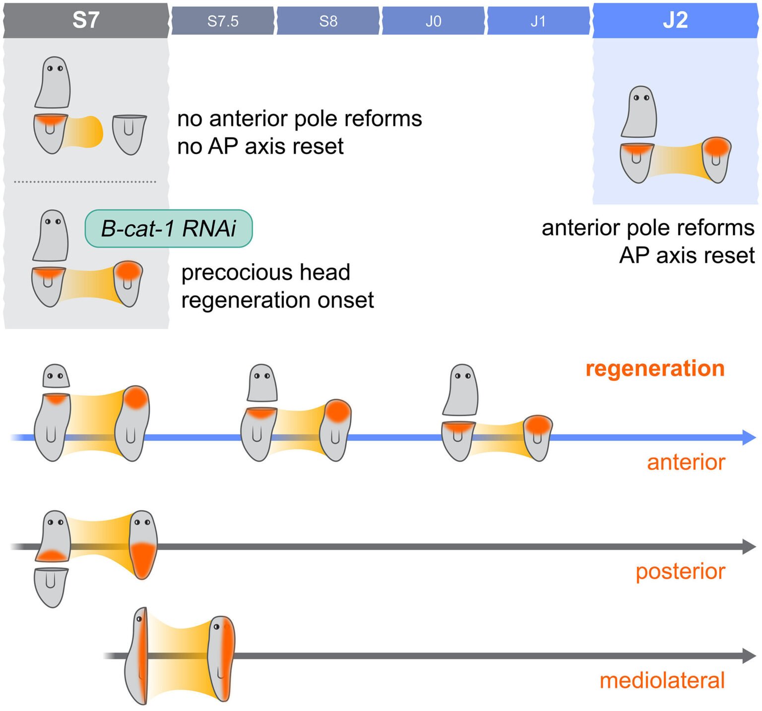 Flatworms Unveil Secrets of Whole-Body Regeneration